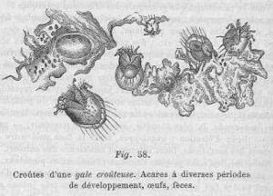 Images reconnaissables de nos jours: Moritz Kaposi (1881): Leçons sur ...